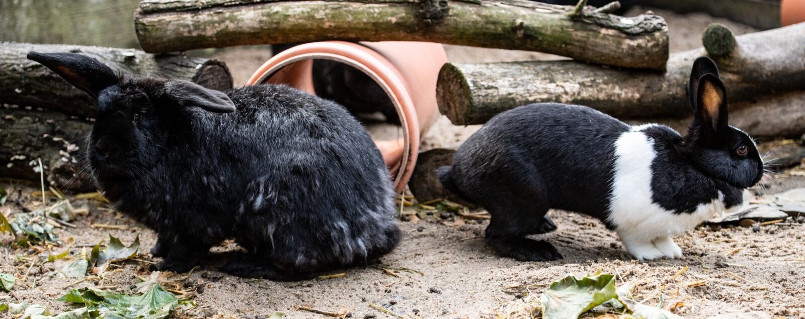 Królik domowy - ZOO Wrocław - Oficjalna strona | Kup bilety bezpośrednio