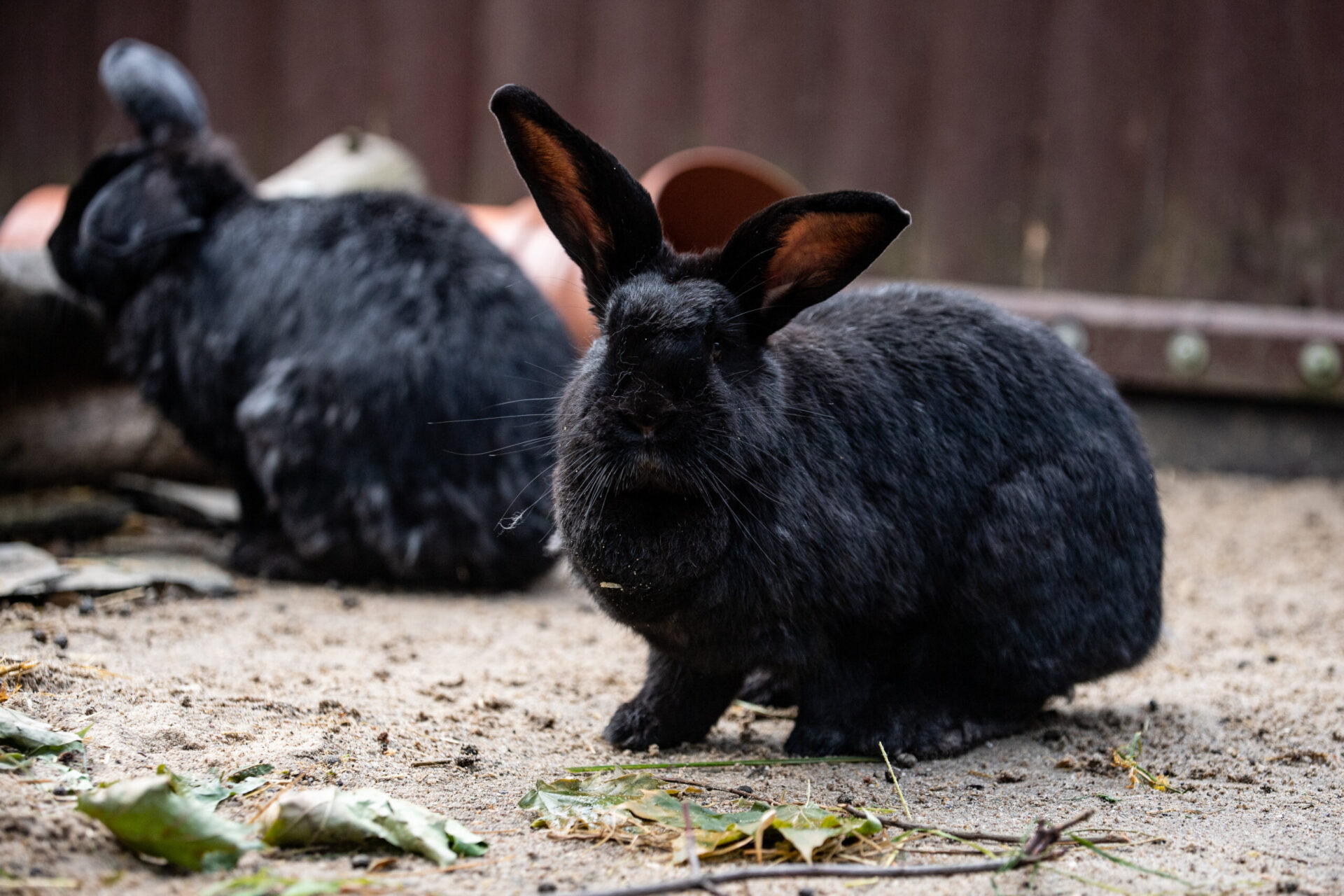 Królik domowy - ZOO Wrocław - Oficjalna strona | Kup bilety bezpośrednio